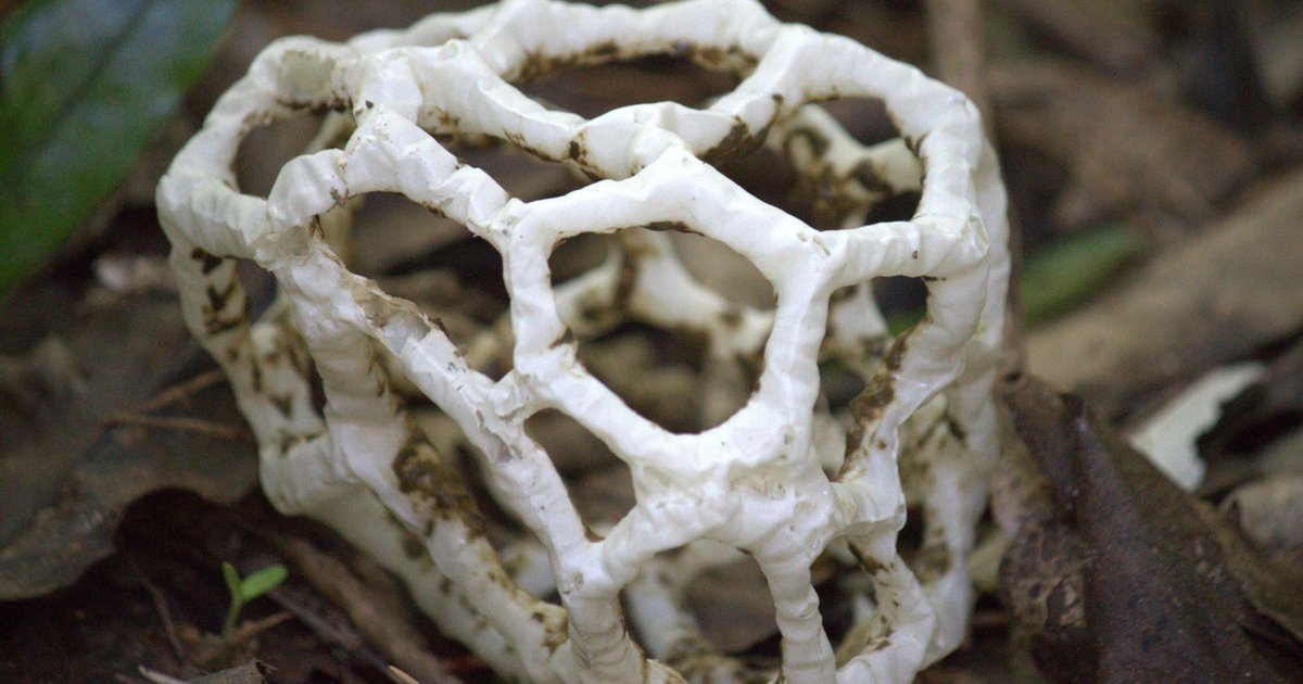 Basket fungi
