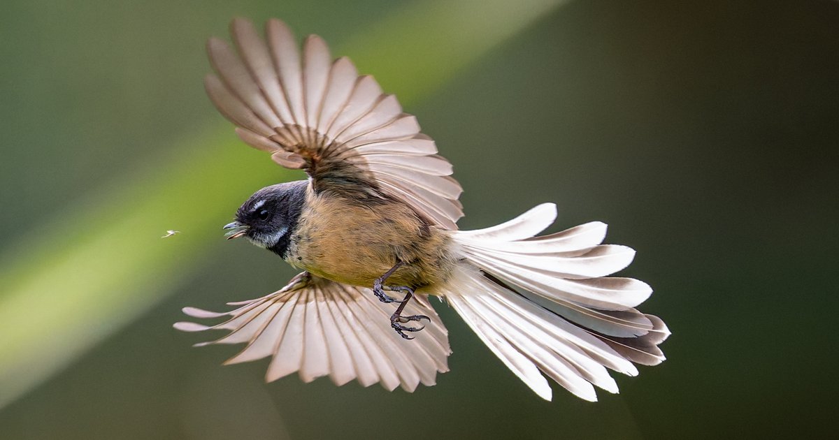 Fantail