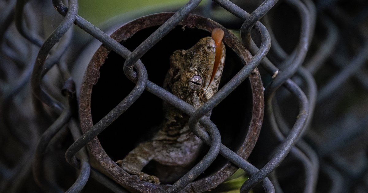 The Native Geckos of Zealandia Te Māra a Tāne