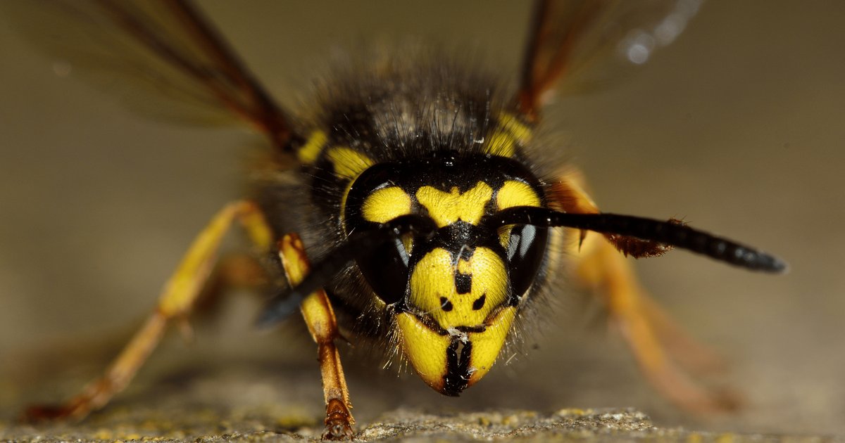 Spot and Report Wasp Nests To Protect Native Wildlife