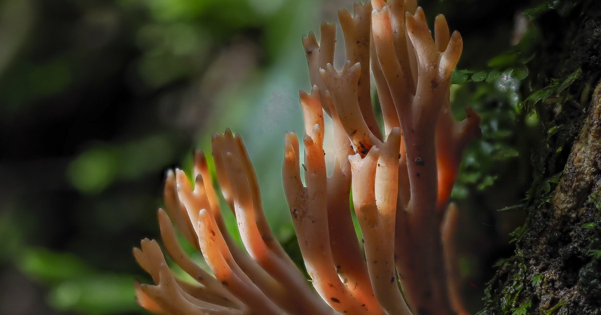 Mushrooms, Brackets & Native Fungi | Zealandia Te Māra a Tāne