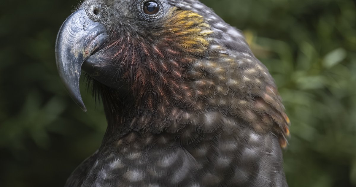 Birds of Aotearoa | Zealandia Te Māra a Tāne