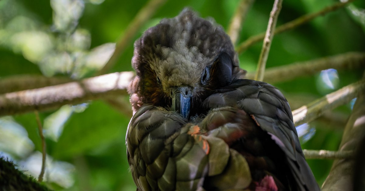 Moulting in New Zealand Birds