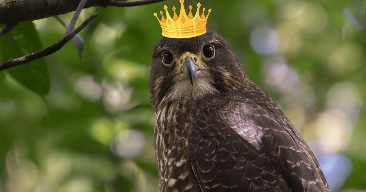 Native New Zealand falcon wins Bird of the Year 2025!