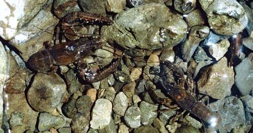 New Zealand freshwater crayfish