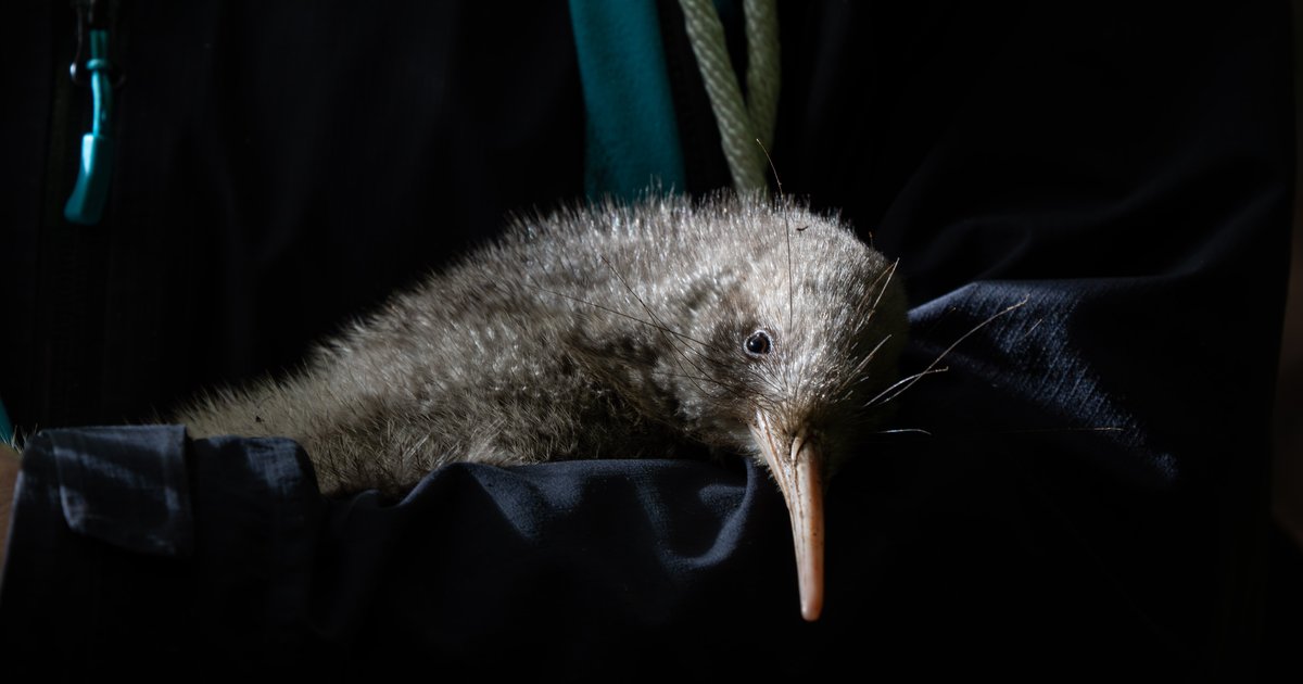 Media release: Second translocation of kiwi from Zealandia demonstrates ...