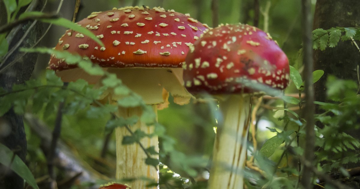 Fly Agaric fungi