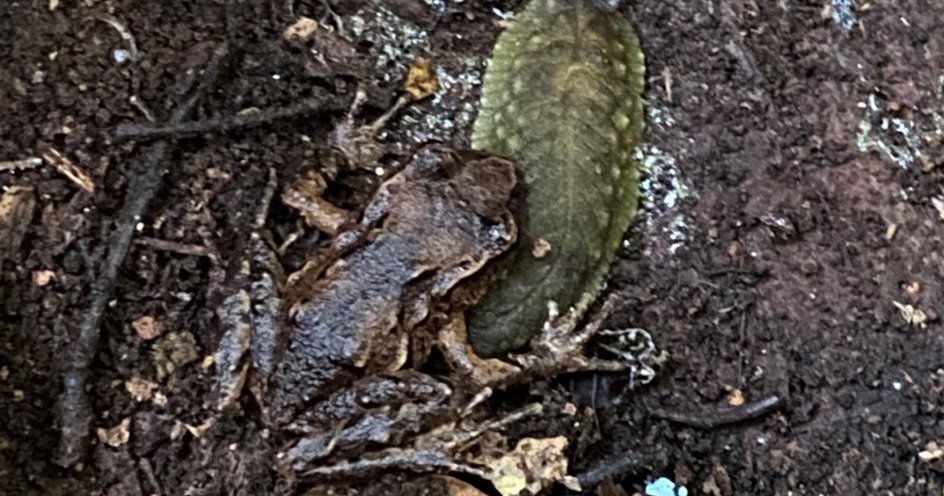 Hamilton’s Frog Makes 150m Journey to Cuddle with Leaf-Veined Slug at ...
