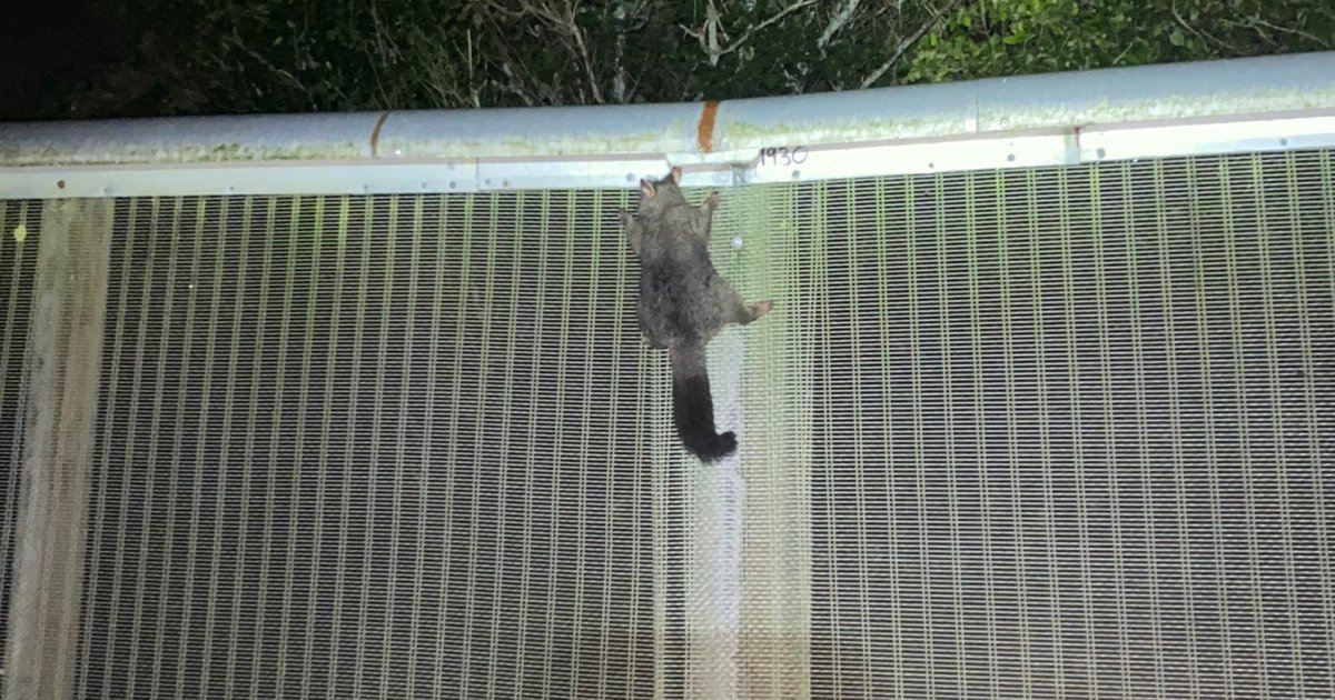 Pests & Predators: Managing Mammals: facilitated session