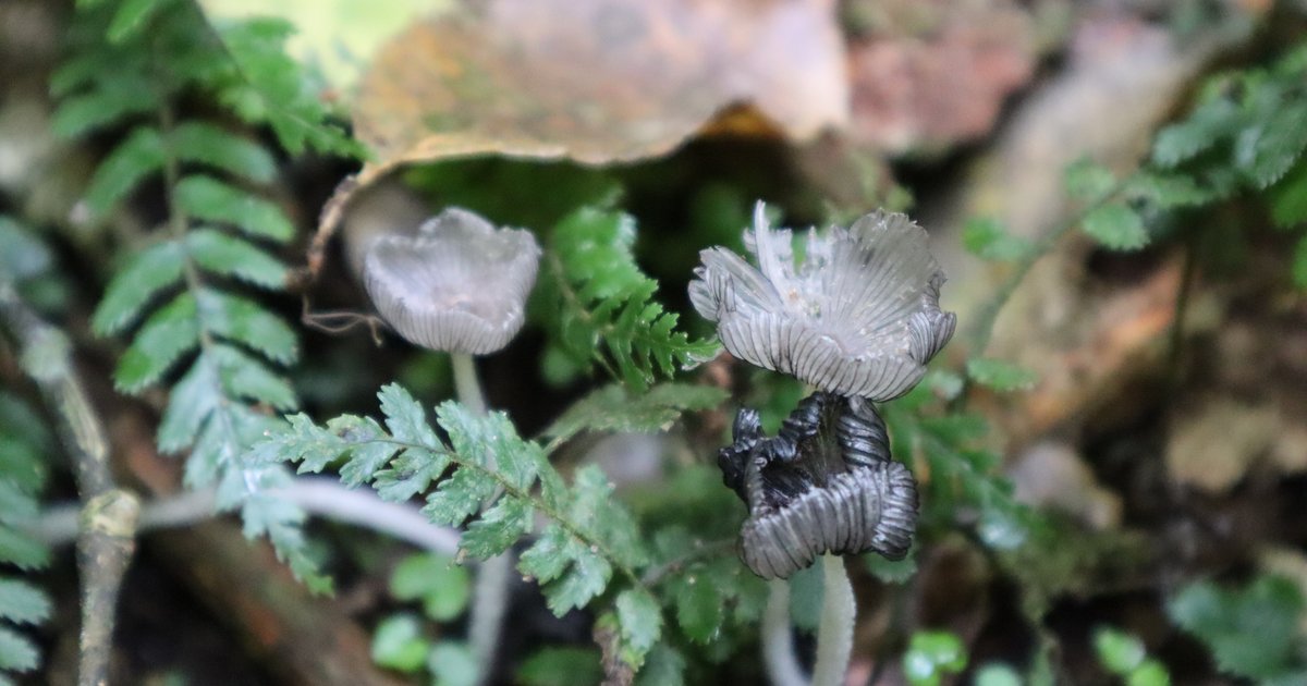 Hare's foot inkcap fungi