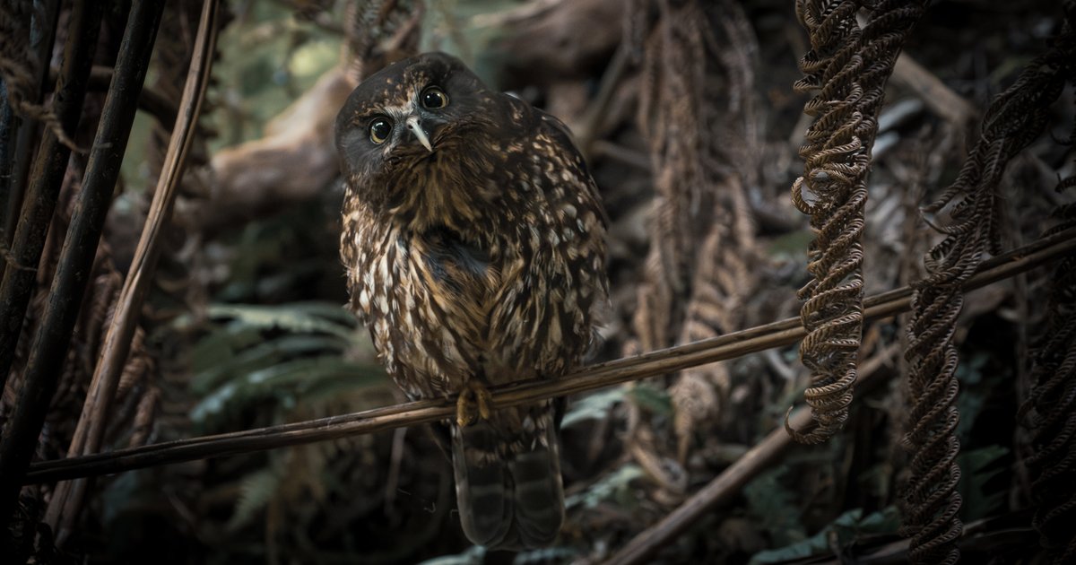 Morepork