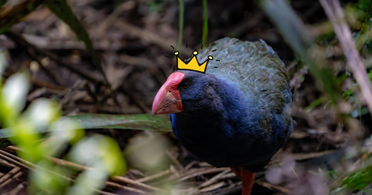 Takahē Recovery: Protecting New Zealand’s Iconic Flightless Bird