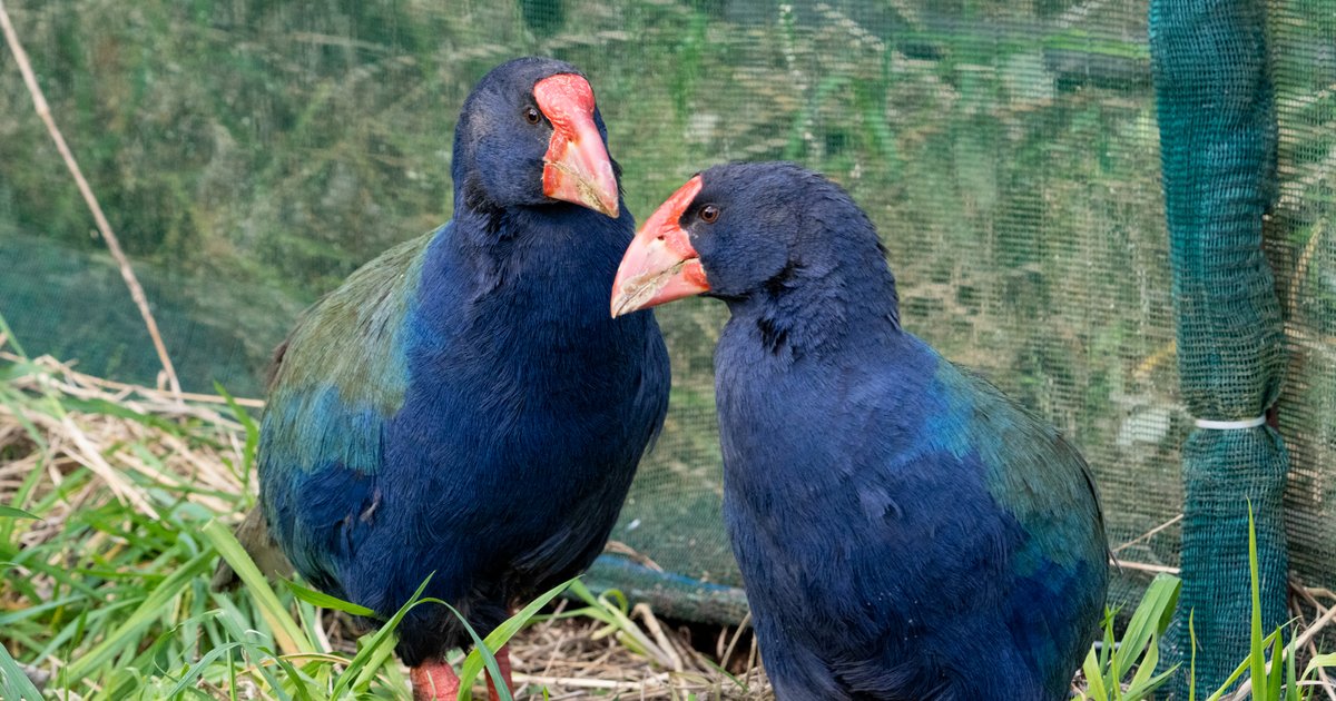 Wellington Takahē Population Doubles at Zealandia