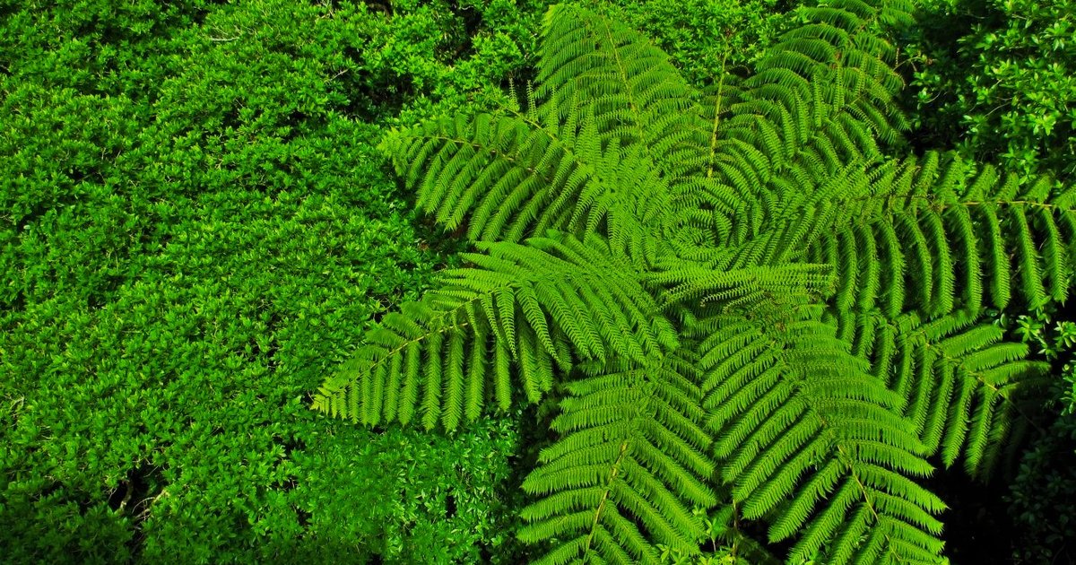 Why Most Trees in New Zealand Stay Evergreen
