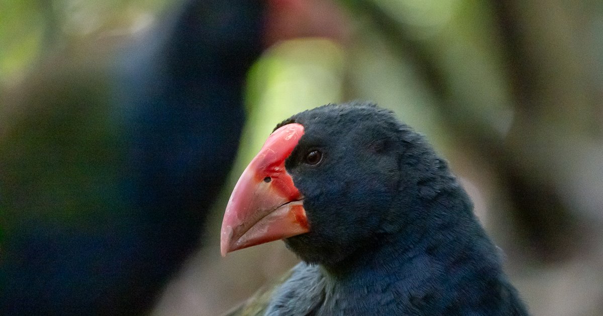 Donate | Help Protect Native Wildlife | Zealandia
