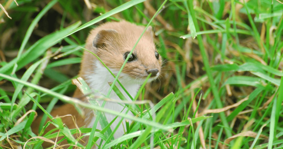 Zealandia Declared Weasel-Free After June Incursion