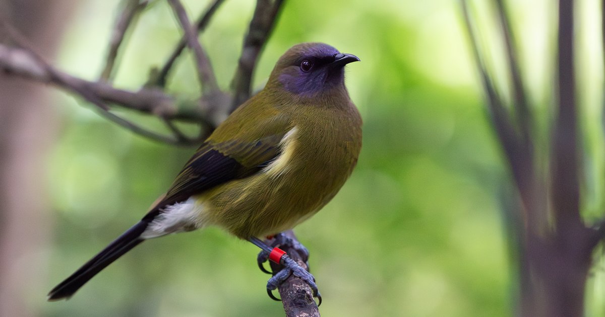 Bellbird