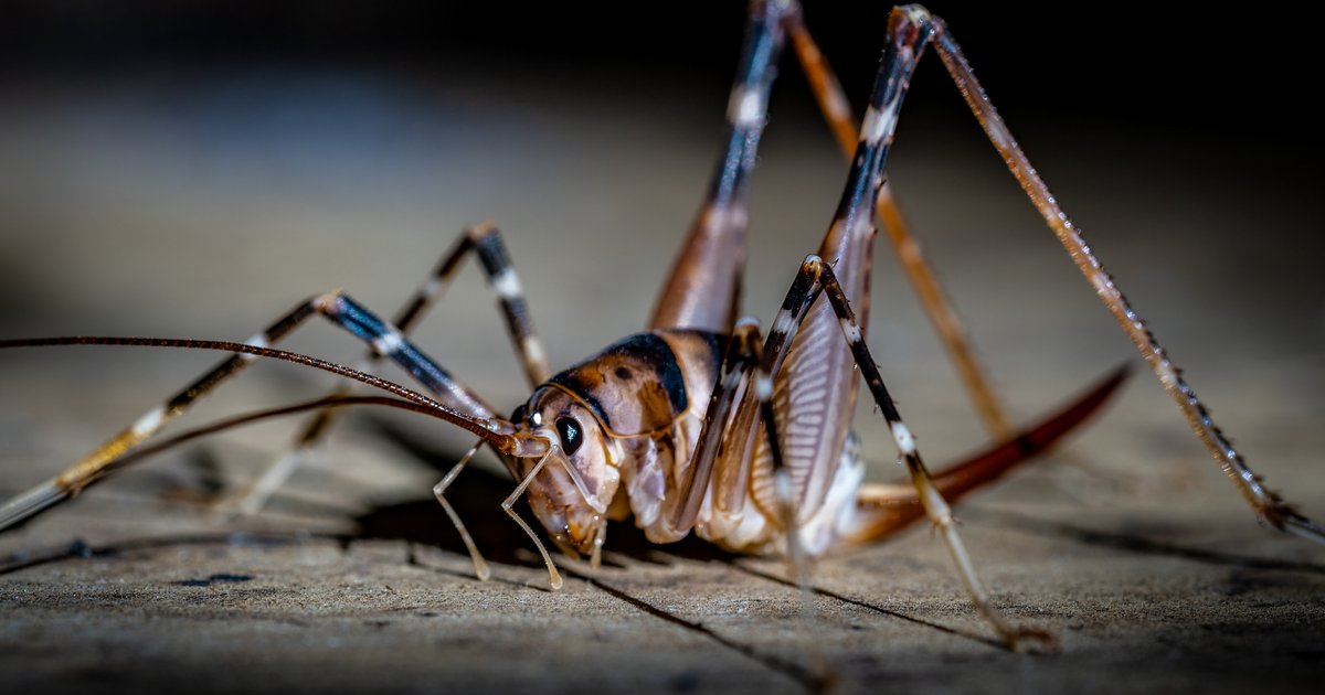 Cave wētā