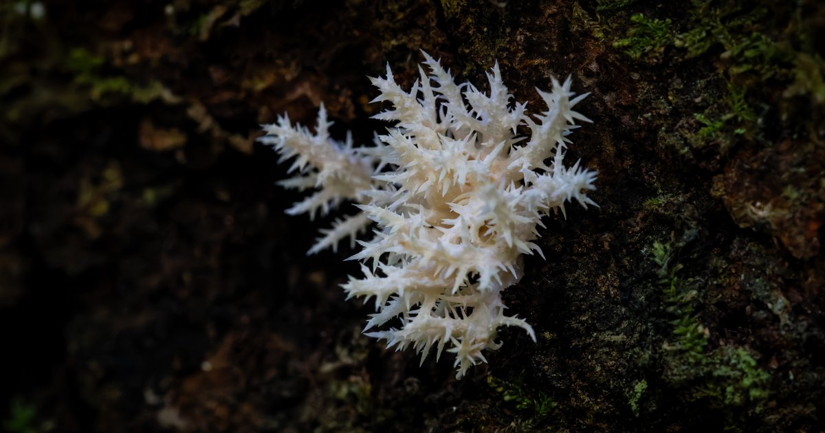 Tooth fungus