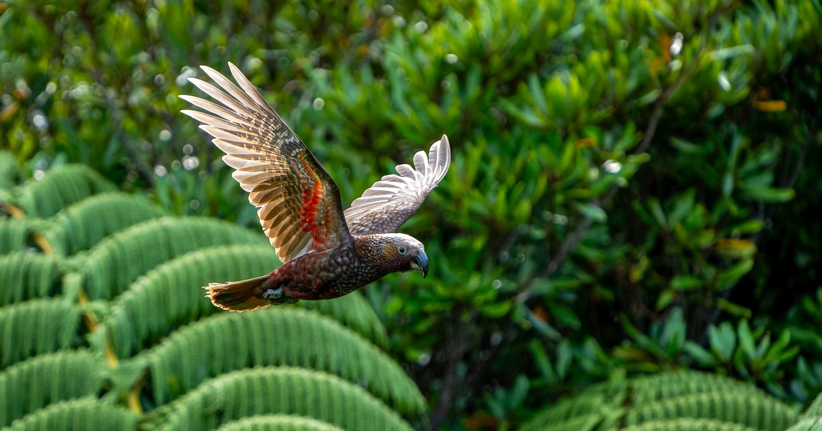 North Island Kākā