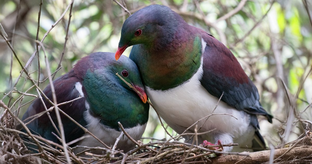 Bird Courtship in Zealandia