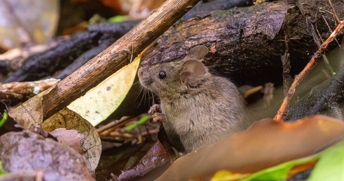 The Impact of Mice on Ecosystems of Aotearoa New Zealand