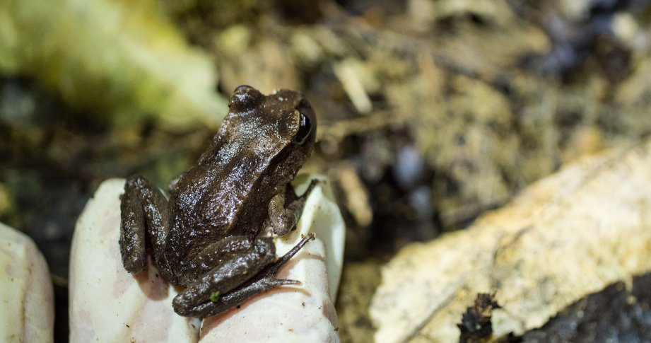 Native frogs at Zealandia declared fungus-free