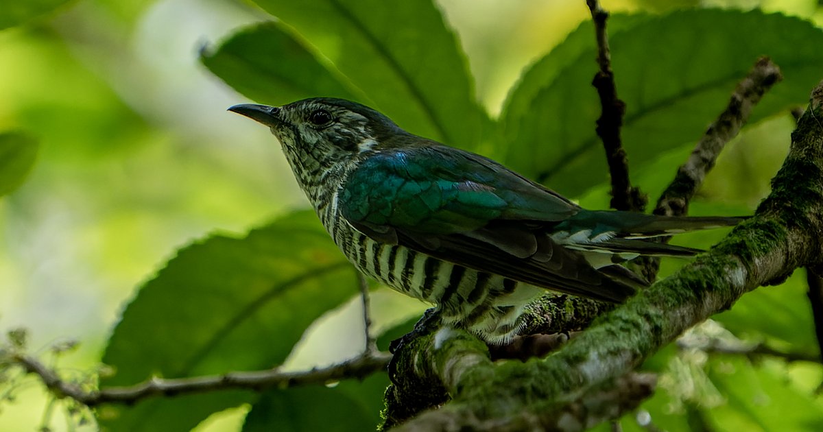 Shining Cuckoo