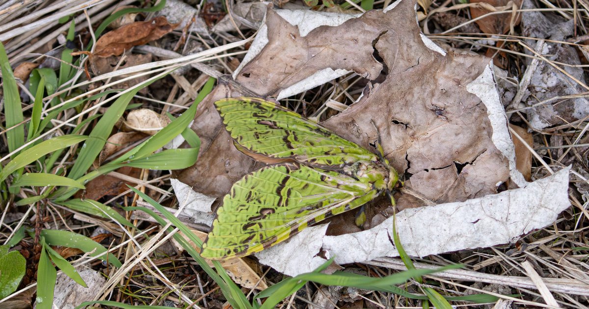 Pūriri moth
