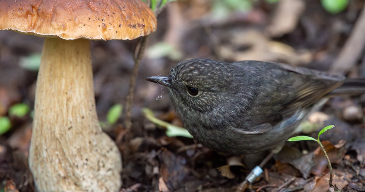 North Island Robin