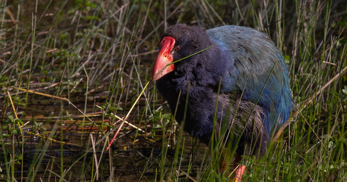 Farewell, Orbell: Beloved takahē passes at Zealandia