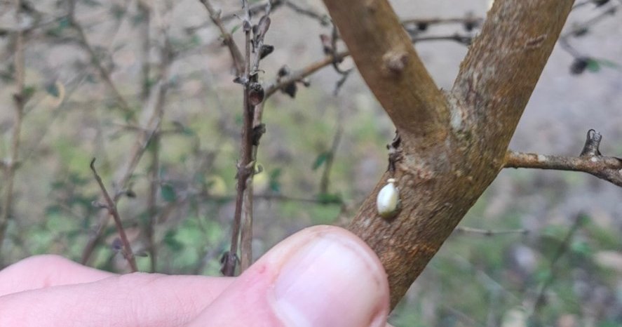 Teaming Up With Trevor Thompson To Restore Rare Native Mistletoes