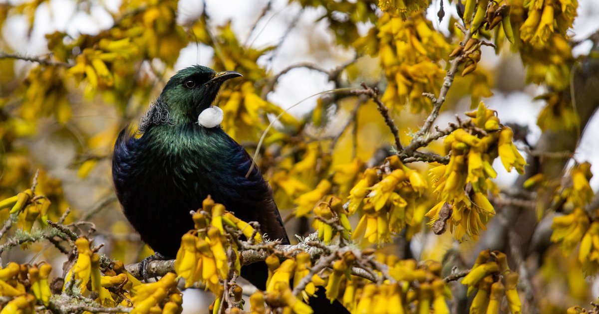 Birdsong Returns as Native Birds Thrive in Wellington